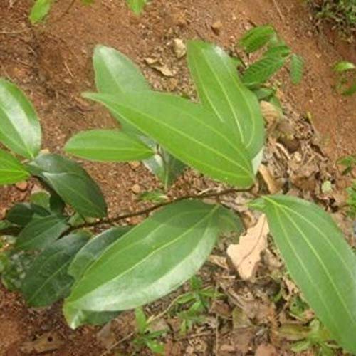 NurseryNature Dalchini Cinnamon Plant : Amazon.in: Garden & Outdoors