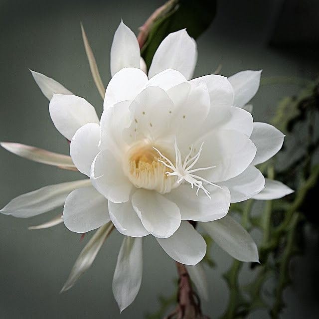 Nursery Live Rare Exotic Kadupul Flower (Epiphyllum Oxypetalum): The ...