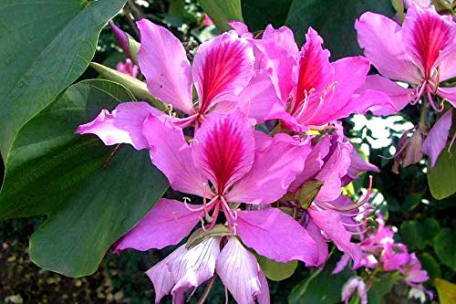 GreenWill Pink Bauhinia Tree Seeds Kachnar Seeds Rare and beautiful ...