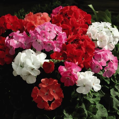 Geranium 'Cabaret Mix' - Half-Hardy Perennial - Ideal for Beds, Borders ...