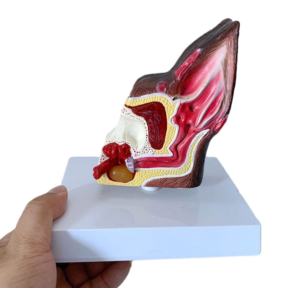 Buy Canine Dog Ear Anatomical Model - Animal Body Anatomy Model ...
