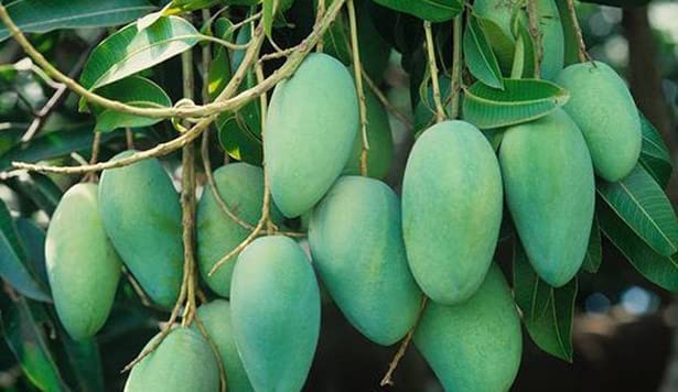 Cloud Farm Live Fazli Mango Grafted Fruit Plant - Healthy Outdoor Plant ...