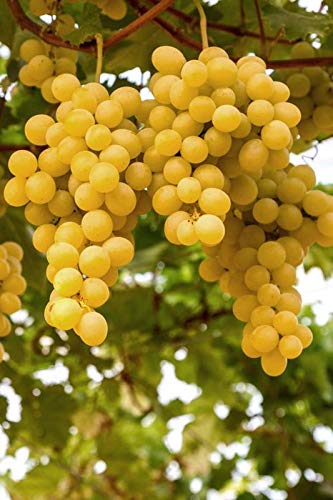 LushGreen Rare Himrod Seedless Yellow Table Grape Fruit Live Plant For ...