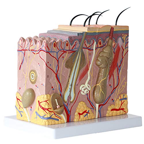Skin Anatomy Model Enlarged Version Of Human Skin Tissue Structure ...