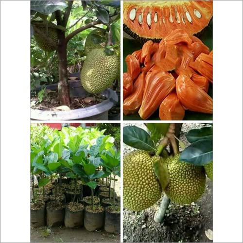 Sanju Rare Red Flesh Jack fruit "thailand-grafted-red-jackfruit-plant ...