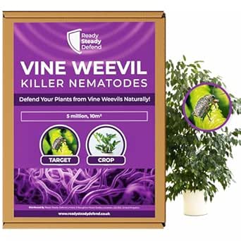 Vine Weevil Killer Nematodes for Plants 10 m² (5 million) | Organic ...