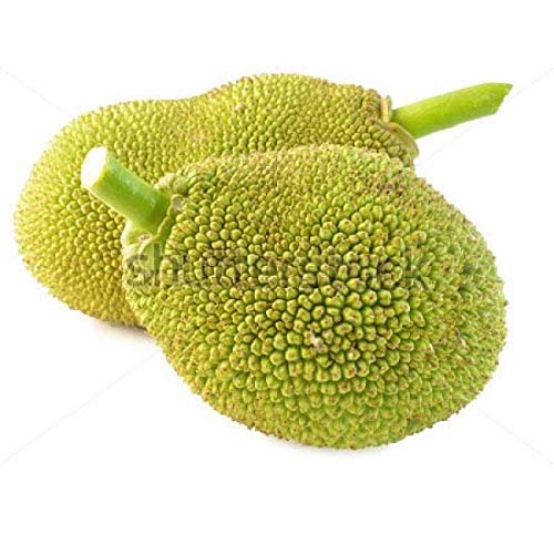 Fresh Tender Jackfruit (whole) 1Pc : Amazon.in: Grocery & Gourmet Foods