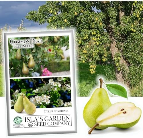 Amazon.com : 35+Common Pear Tree Fruit Seeds for Planting Outdoor-Non ...