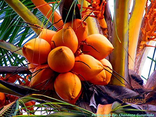 LushGreen Gardens Dwarf Rare High Yielding" MALAYSIAN ORANGE" Coconut ...