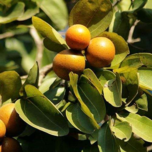 Kuchala Plant : Amazon.in: Garden & Outdoors