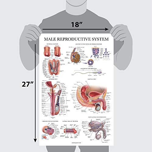 Palace Learning 2 Pack Male & Female Reproductive System - Want It All