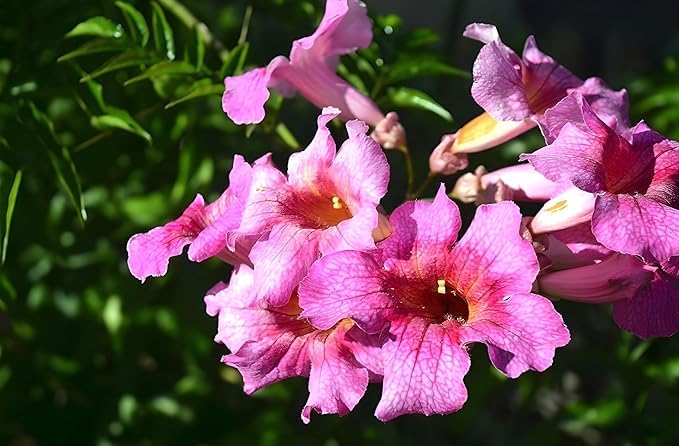 Ourplant Live All Season flower plant (Pink Tikoma/Tecoma plant) with ...