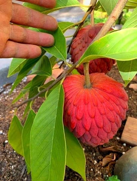 Rare Red Custard Apple | Annona reticulata Seethapazham Sitafal ...