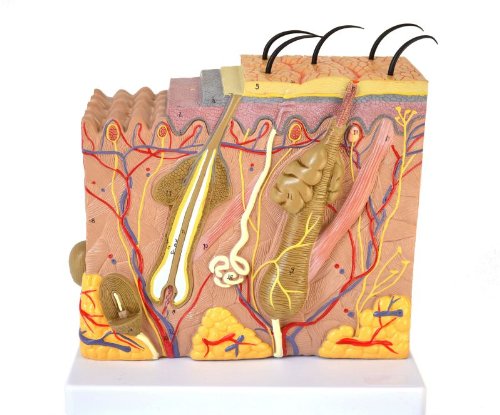 Amazon.com: Anatomical Human Skin Block Model, 70X Enlarged, Numbered ...