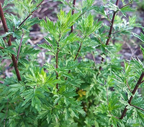Kapebonavista® Nagdona Naagdamani Naagdaun Mugwort Surpin Harana Dayona ...