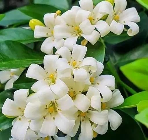 ARIYA Live Plant kamini-Madhu Flower Plant Kamini All Time White Flower ...