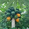 Amazon.com : NiRwa 50pcs Red Heart Creamy Papaya Seeds - The Best of ...