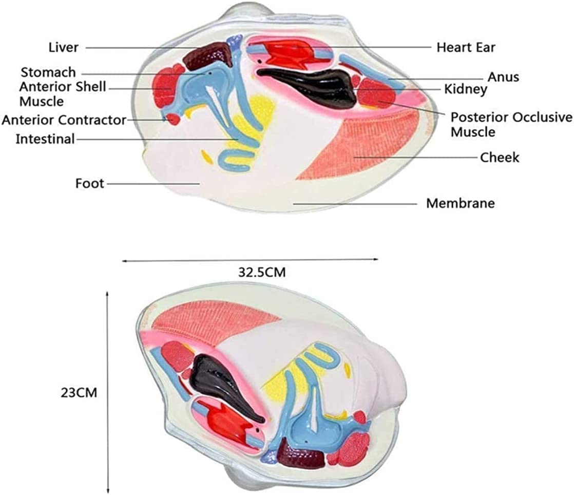 Clam Internal Anatomy Diagram Clam Dissection BIOLOGY JUNCTION