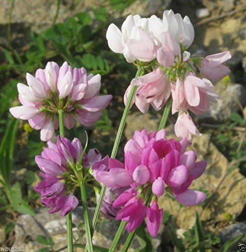 Crown Vetch Seed