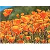Amazon.com : 4000 Golden California Poppy Seeds - State Flower, Golden ...