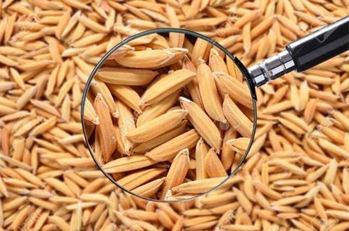 Dhaan Paddy Seeds 950 gm-Puja Dhan Seed Vadlu - for Pooja & Germination ...