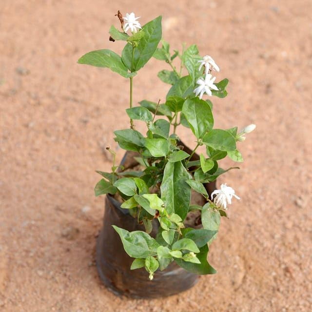 Mogra/Motia Jasmine All Time (Pune Variety) (colour) in 6 Inch Nursery ...