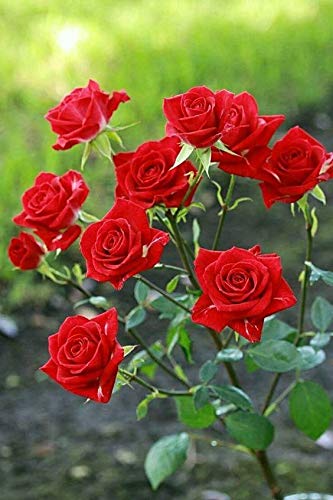 Royal Paradise Garden"Candy Red" Rose Flower Plant Home Garden Plant 1 ...