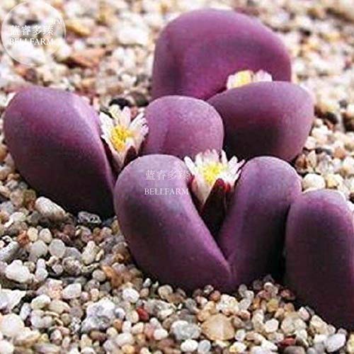 Buy Portal Cool : Bellfarm Bonsai Lithops Optica Rubra Rare Mesembs 20 ...