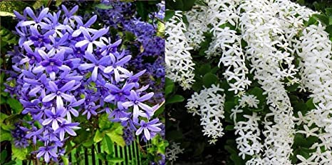Petrea volubilis Vine Combo Plant Purple & White Wealth Creeper Sand ...