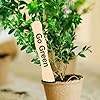Amazon.com: 8 inch Fan Handles Wood Wavy Sticks Craft Sticks for DIY ...