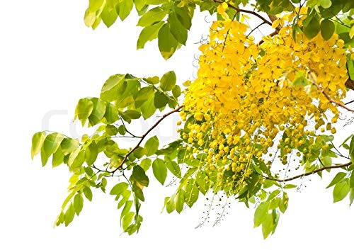 All Season Gardens Live Plant CASSIA FISTULA (KANIKONNA) Flower of ...