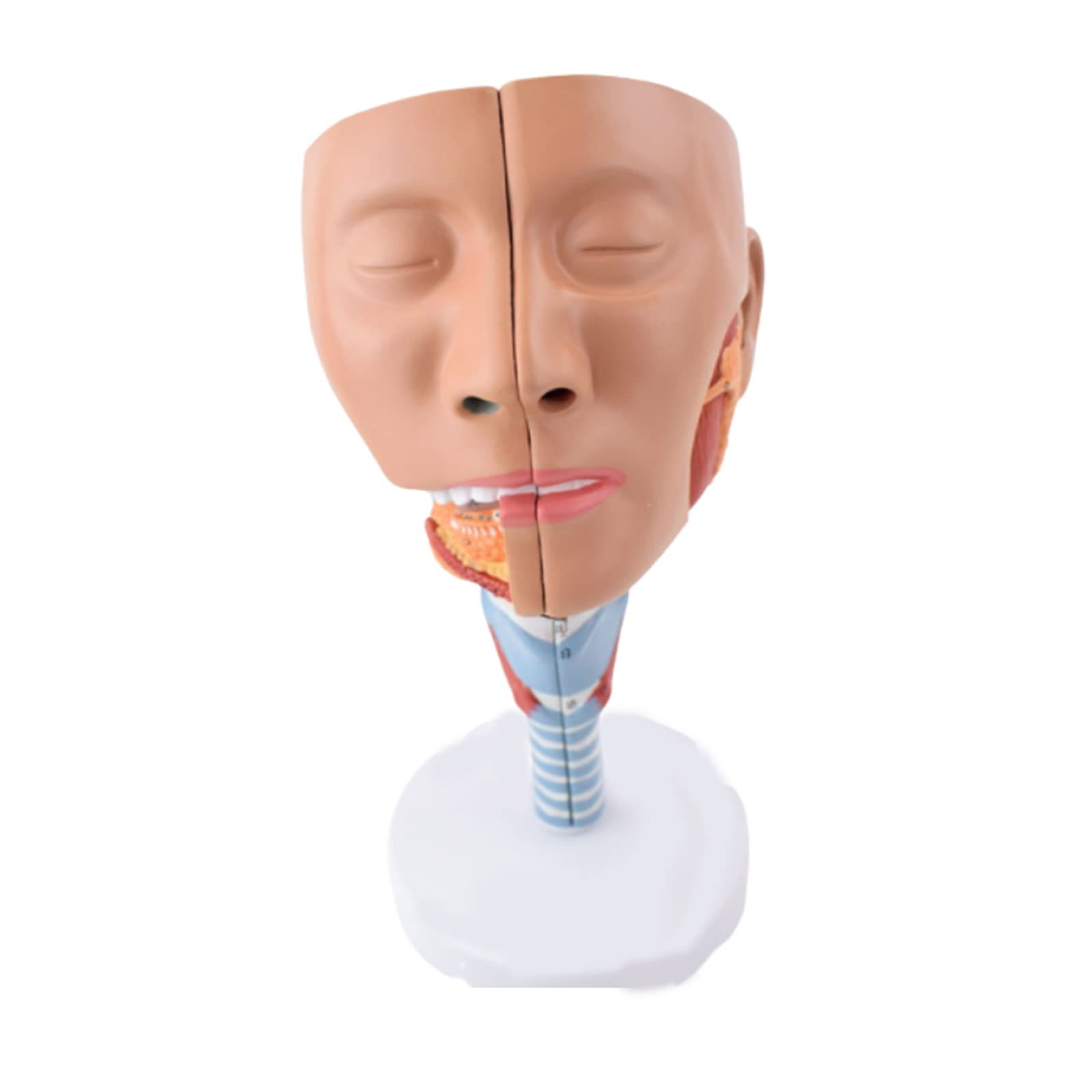 Pharynx Larynx Anatomical Chart Anatomy Models And
