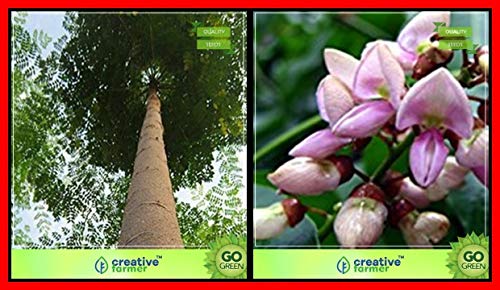 Creative Farmer Summer Seeds Combo Flower Seeds and Tree Seeds : Indian ...