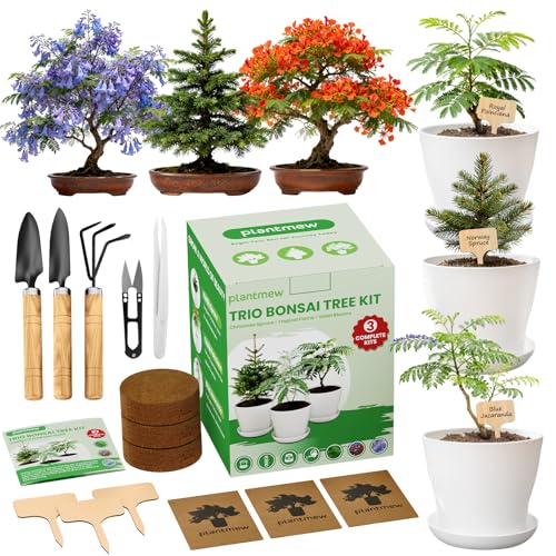 Best Starter Bonsai Tree Kits for Beginners – Unifour Floral