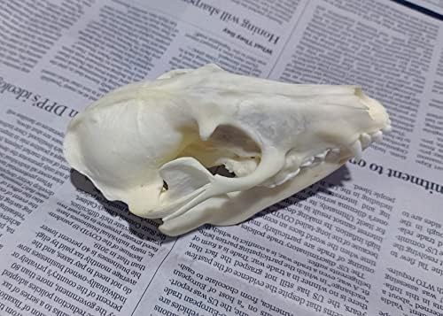 Animal Specimen Real Animal Skull Specimen Taxidermy Cleaned Skull ...