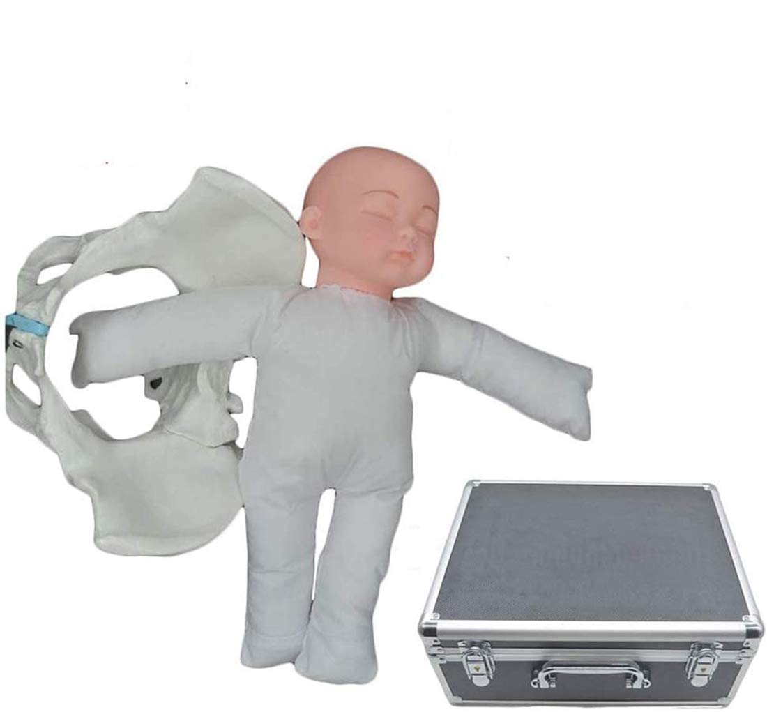 Buy Female Pelvis Childbirth Model - Midwifery Training Model Standard ...