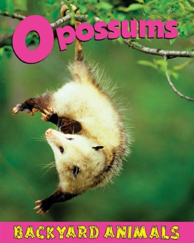 Opossums (Backyard Animals): Webster, Christine: 9781590366776: Amazon ...