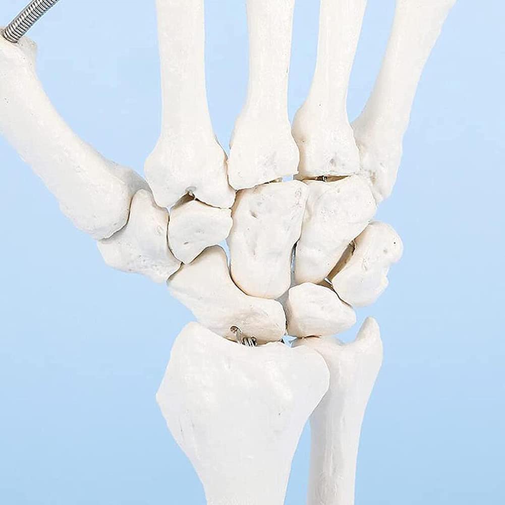 Menselijk Skelet Hand Bewegingsapparaat En Skelet Eerste Hulp Wiki