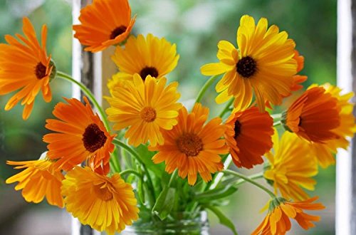 Creative Farmer Flower Seeds : Gul-E-Ashrafi Go Green (17 Packets ...