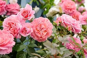 OpLeaves Pink Climbing Rose Flower Creeping Wild Rambling, Blooms ...