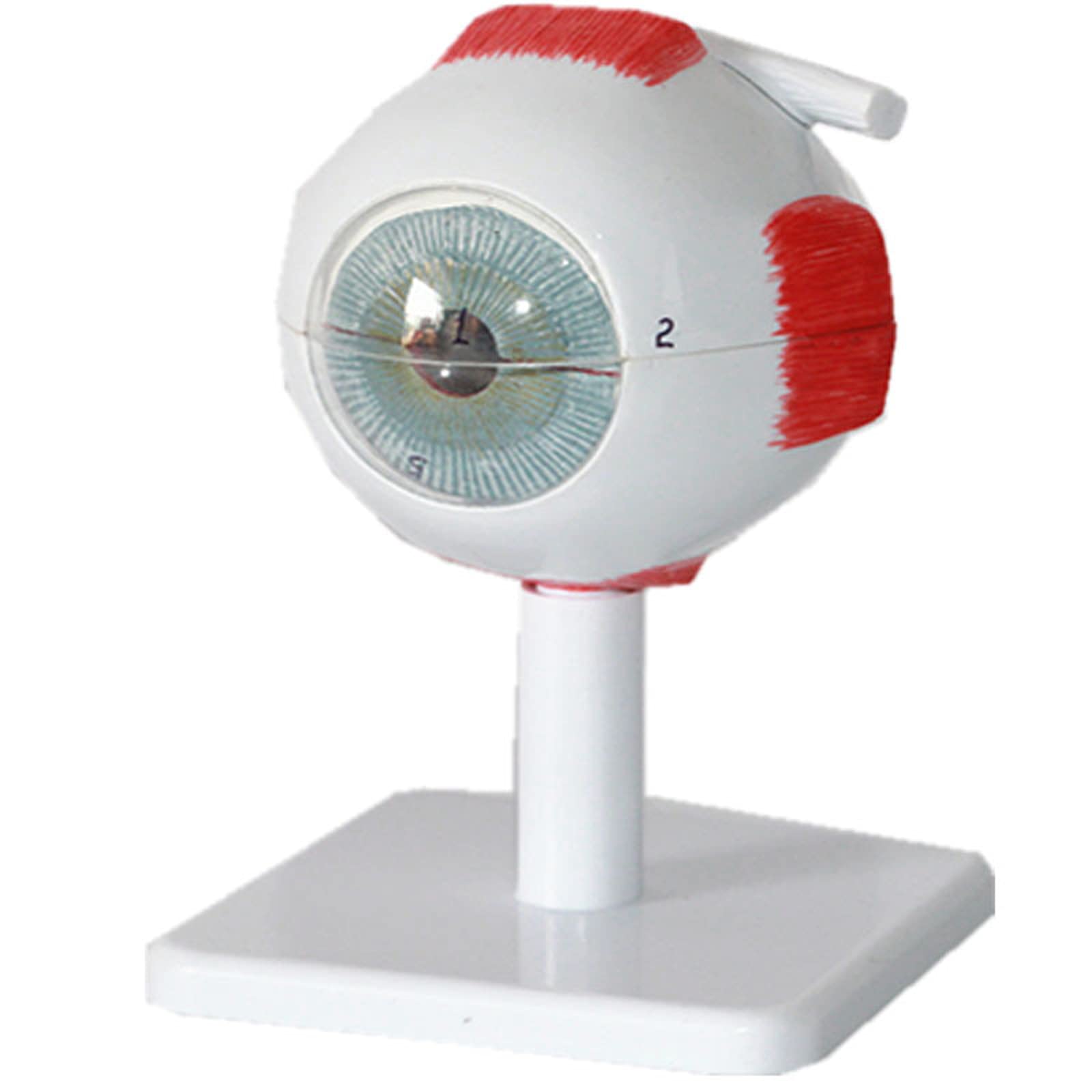Wsxka Eyeball Anatomy Model 3x Enlarged Eyeball Anatomy Anatomical ...