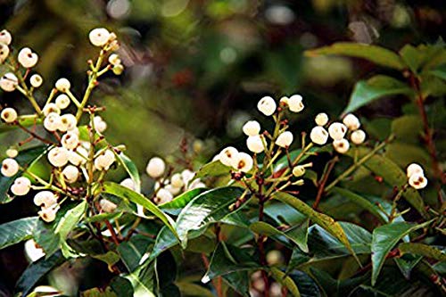 Rain Forest High Yield Hybrid Rare Syzygium zeylanicum" Poocha Pazham ...