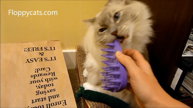 Watch Cat Zoom Groom Brush Comb on Amazon Live