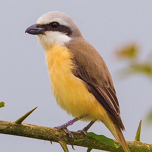 Snapklik.com : STPCTOU Open Bird Ring Bird Leg Bands Rings Open Bird ...