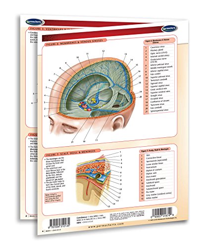 Snapklik.com : Brain - Human Brain Chart- 8.5 X 11 Laminated Medical ...