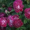 Amazon.com : Heirloom Roses Rose Plant - Burgundy Iceberg™ Purple Rose ...
