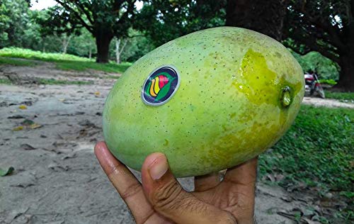 Mphmi Fazli Mango Plant-?Bihar/West Bengal. : Amazon.in: Garden & Outdoors