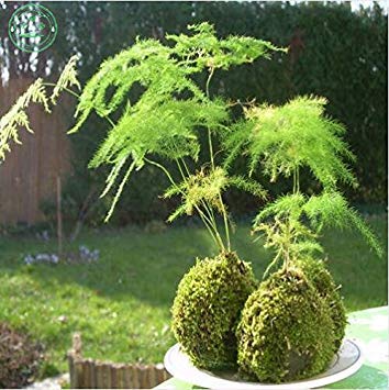 Asparagus Fern Bonsai