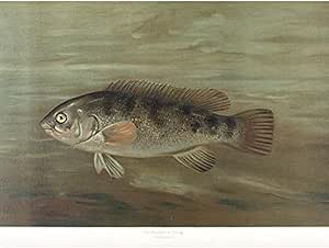 Amazon.com: Artery8 Petrie North American Fishes Blackfish Tautog ...