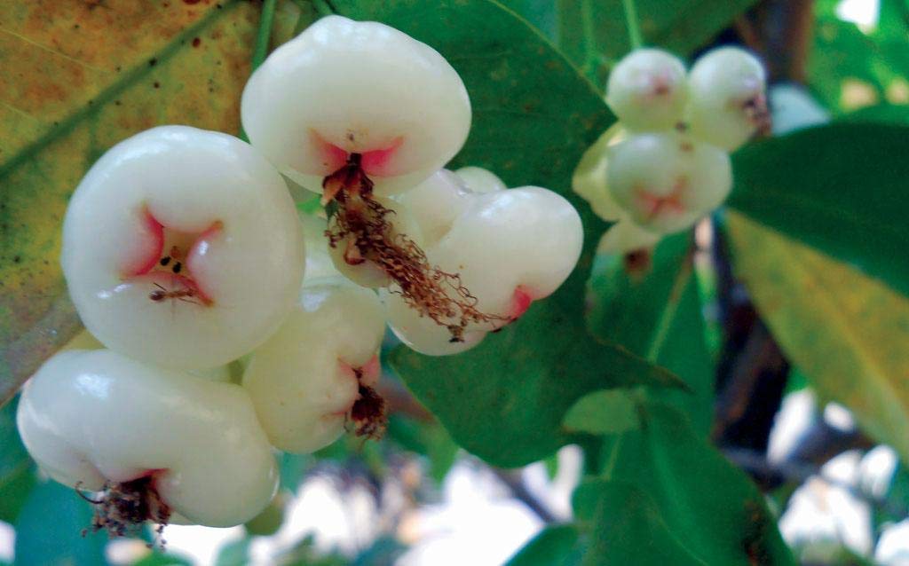 Your Shop Live Plant White red Java Apple Dwarf Rose Water Apple Plant ...